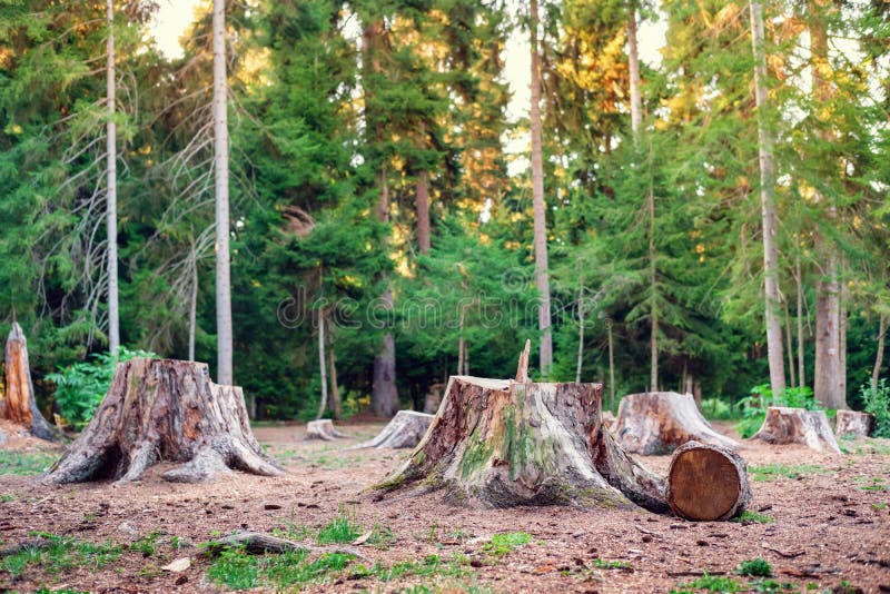 Stumps cut in the forest. stock photo. Image of outdoor - 118386366