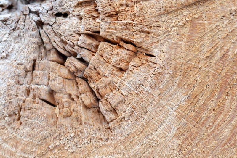 Cut Tree Texture. Grunge Wooden Backdrop Background Stock Photo - Image ...