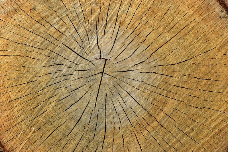 Cut tree texture oak stock photo. Image of abstract - 160588622