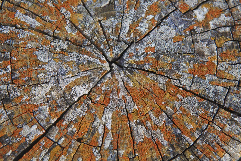 Cut tree stock image. Image of background, shape, material - 89579617