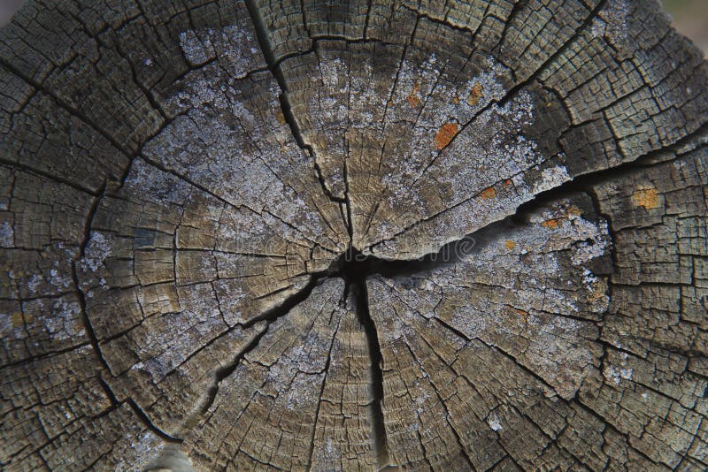 Cut tree stock image. Image of tree, material, ring, pattern - 89579721