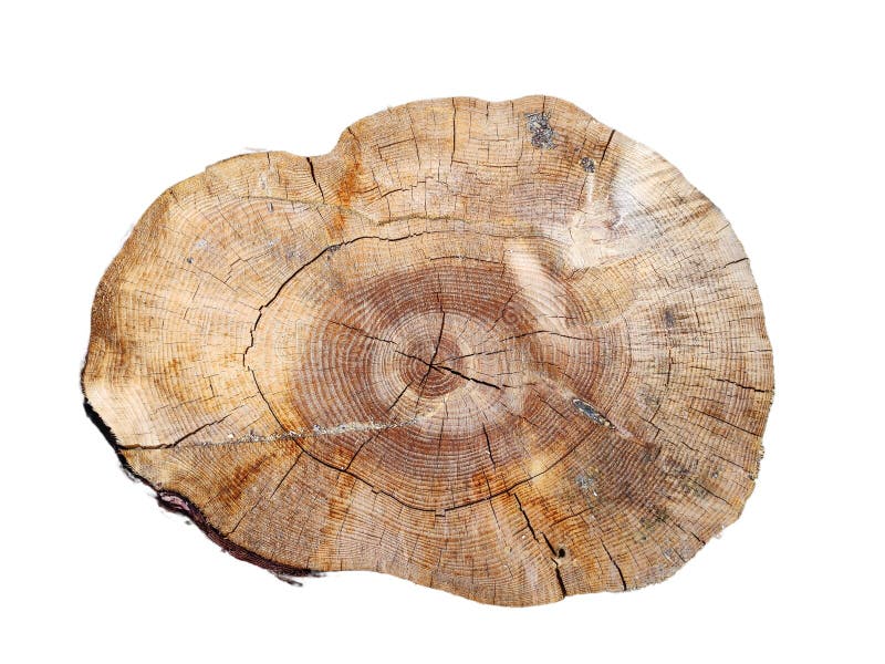 Cut of a Tree on a Transparent Background. Piece of Wood in Cross ...