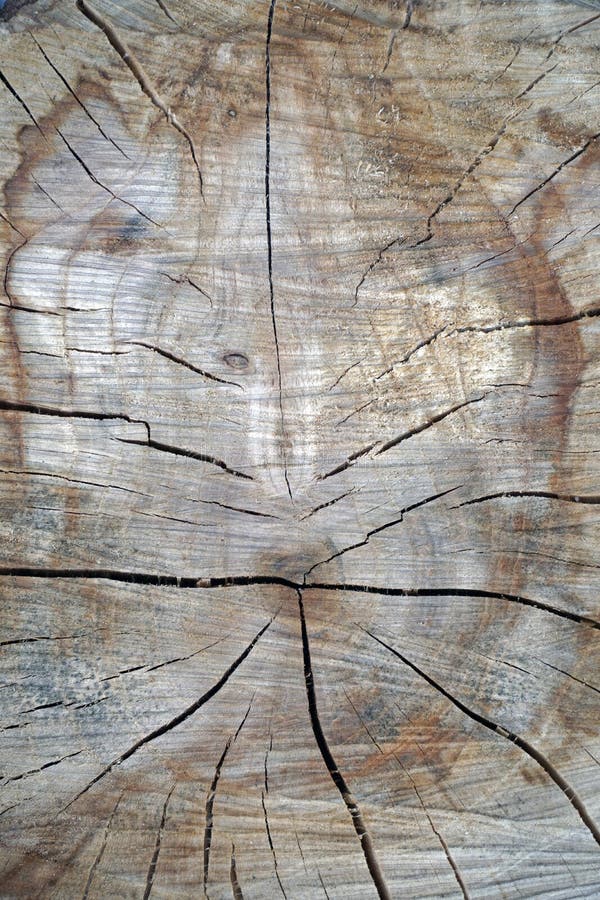 1,118 Cherry Trunk Texture Stock Photos - Free & Royalty-Free Stock ...