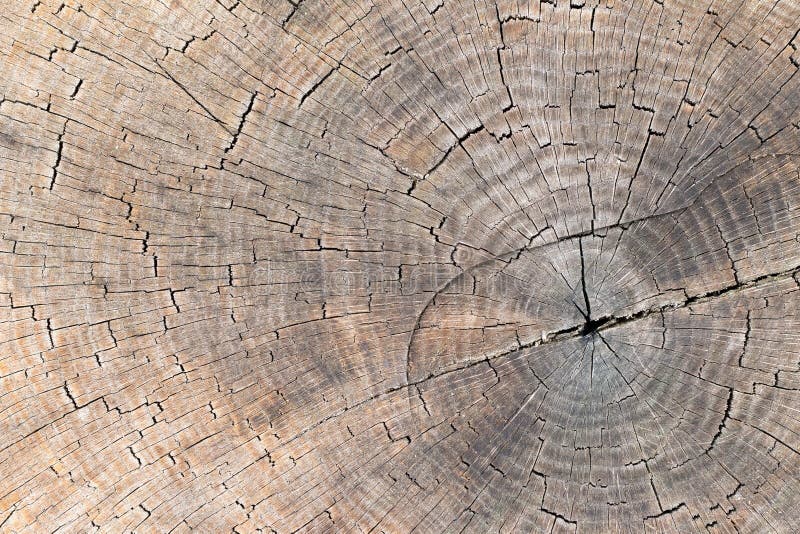 Cut Tree Trunk - Annular Rings Stock Image - Image of tree, texture ...