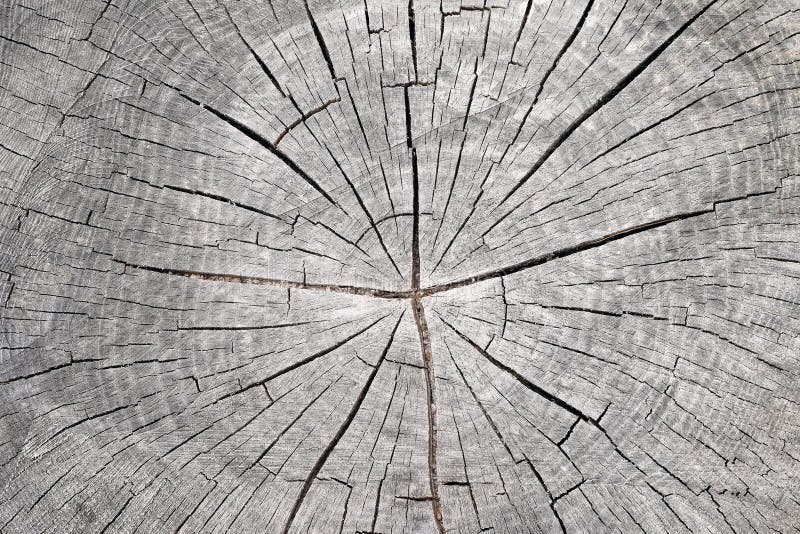 Cut Tree Trunk - Annular Rings Stock Photo - Image of pattern ...