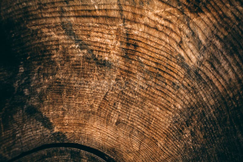 Cut Tree Trunk Background and Texture. Wood Texture of Cut Tree Trunk ...