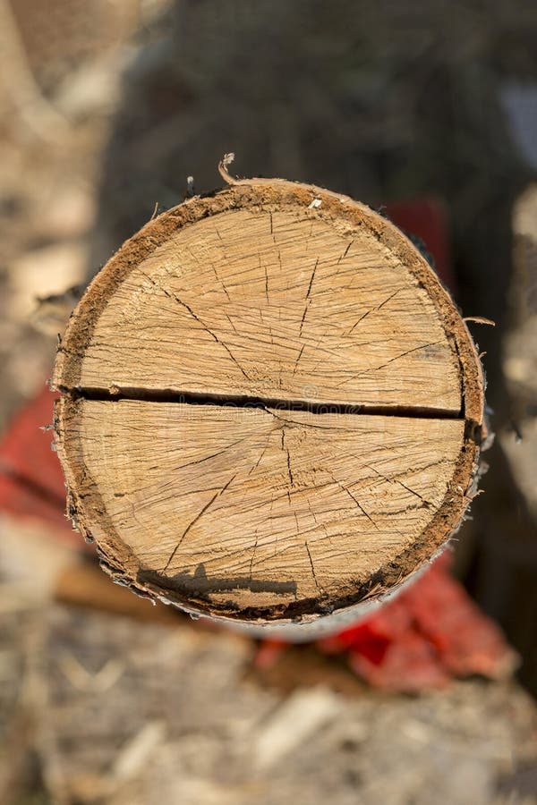 Cut Tree Trunk Closeup on Blurred Background Stock Image - Image of ...