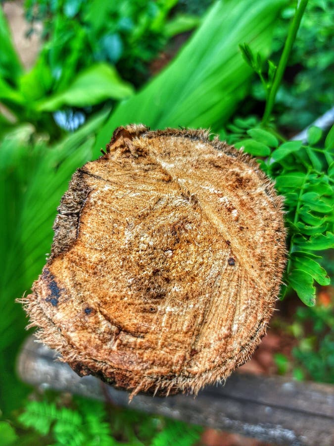 A cut tree trunk stock photo. Image of trunk, wildlife - 213887014
