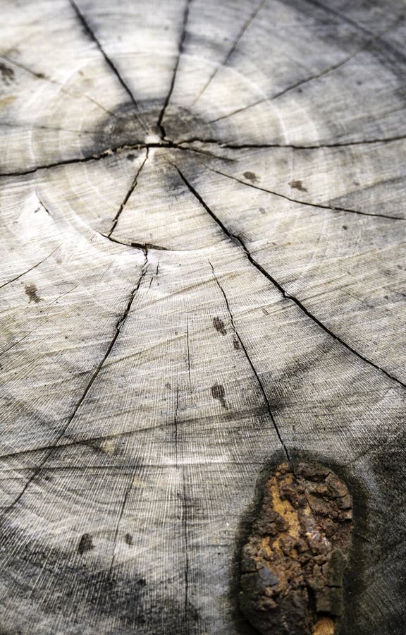 Cut tree trunk stock photo. Image of circular, natural - 340802838
