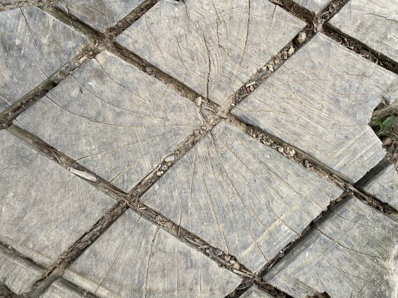 Cut Tree Trunk stock photo. Image of trunk, coloured - 179283014