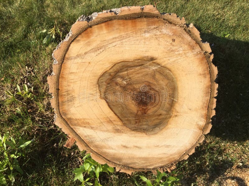 Cut tree trunk stock image. Image of trunk, nature, tree - 109436885