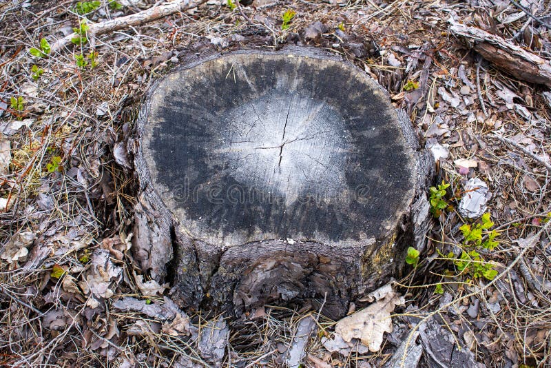 Cut Tree Trunk. Fresh Stump Stock Photo - Image of cutted, damaged ...