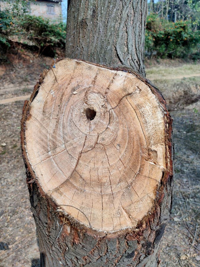 Cut tree trunk image stock image. Image of material - 360950895