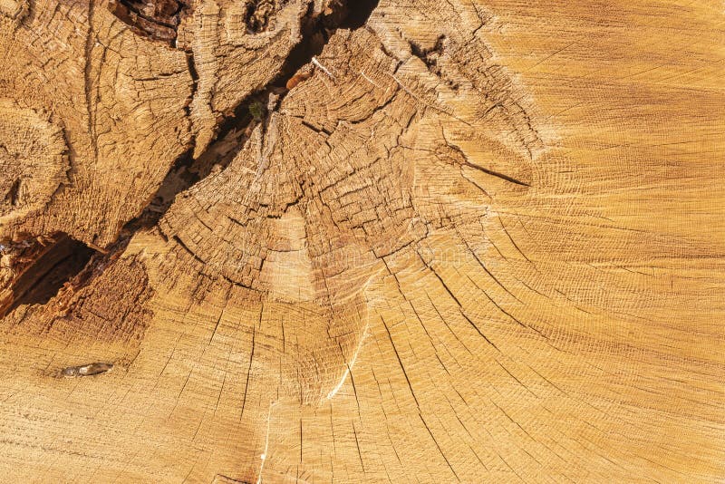 A Cut Tree Trunk with a Nice Grain Stock Photo - Image of wall, surface ...