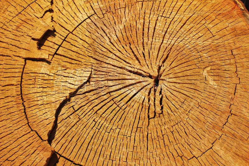 Cut Tree Trunk Ring Texture Stock Photo - Image of natural, closeup ...