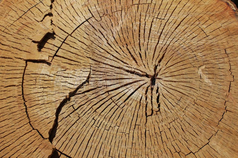 Cut Tree Trunk Ring Texture Stock Photo - Image of brown, abstract ...