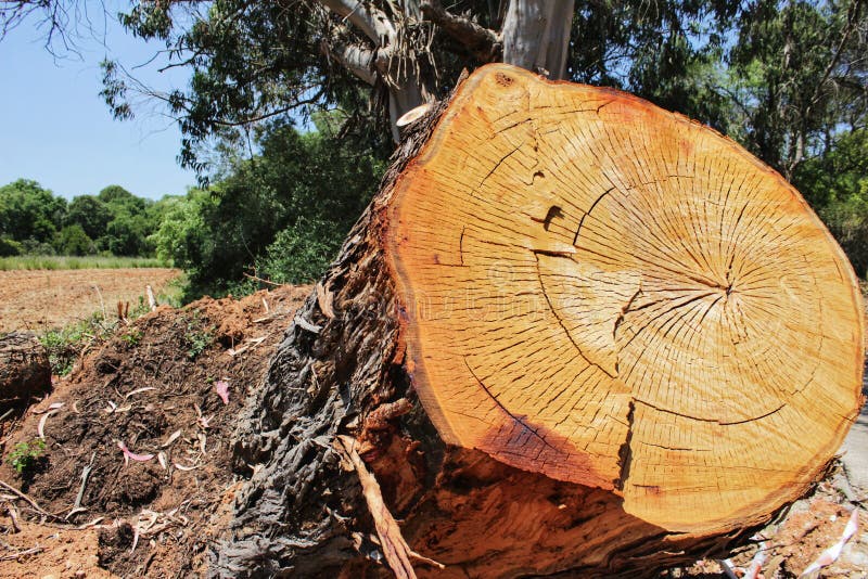 Cut Tree Trunk Ring Texture Stock Image - Image of nature, timber ...