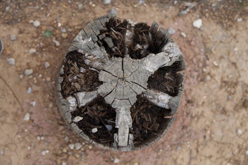 Cut Tree Trunk Seen from Above Stock Photo - Image of garden, aging ...