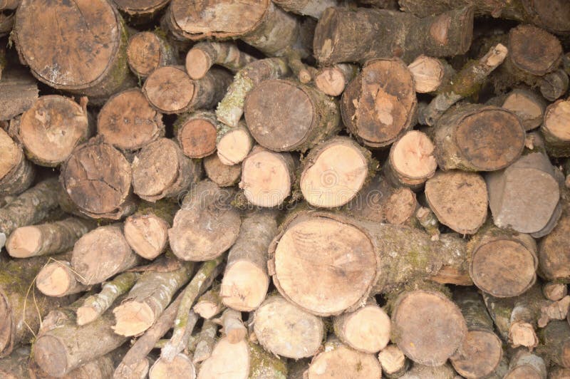 Cut Tree Trunk Stacked Background. Full Frame Stock Photo - Image of ...