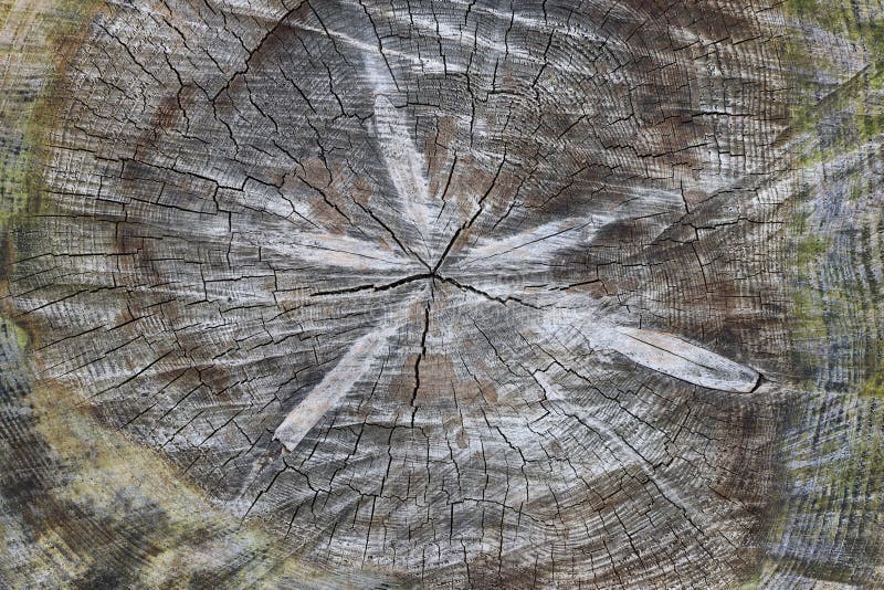 Cut Tree Trunk - Texture of Wood Stock Image - Image of attributes ...