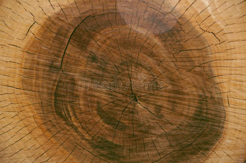 Cut tree trunk, texture stock image. Image of abstract - 92637017