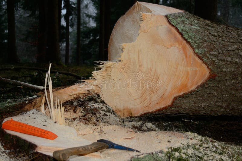Cut tree trunk with tool stock image. Image of wood, energy - 69085753