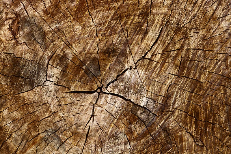 Cut tree trunk stock photo. Image of effect, carpentry - 146063702