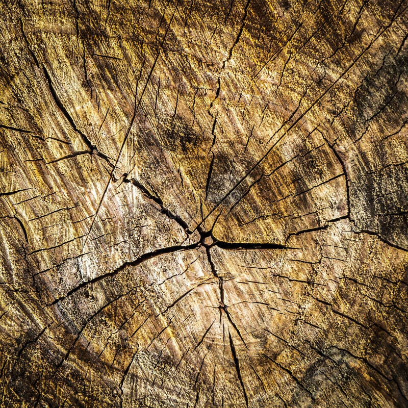 Cut tree trunk stock photo. Image of concentric, plant - 265657004