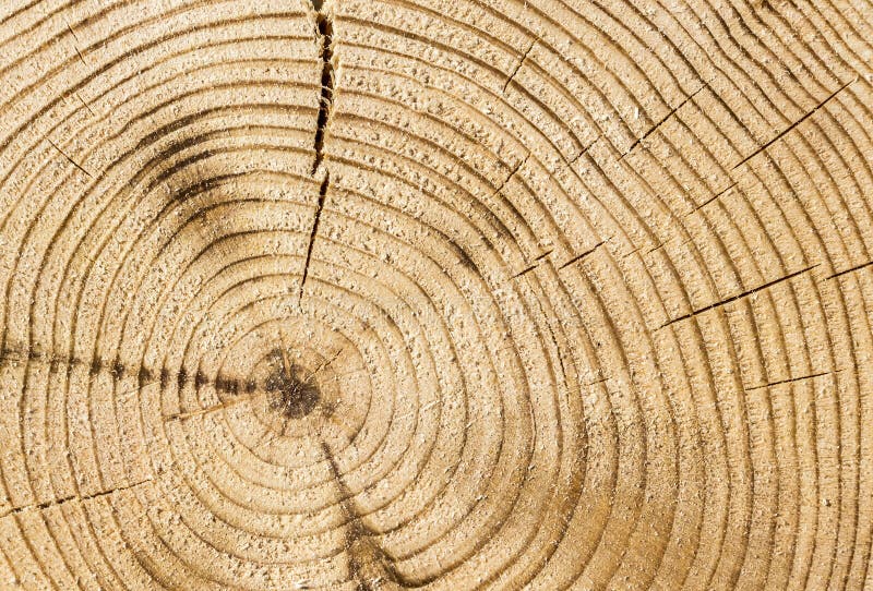 Cut tree trunk stock image. Image of grain, nature, forest - 75830317