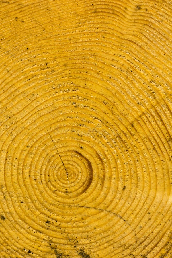 A Cut Tree Trunk with Visible Age Circles. Natural Pattern Stock Image ...