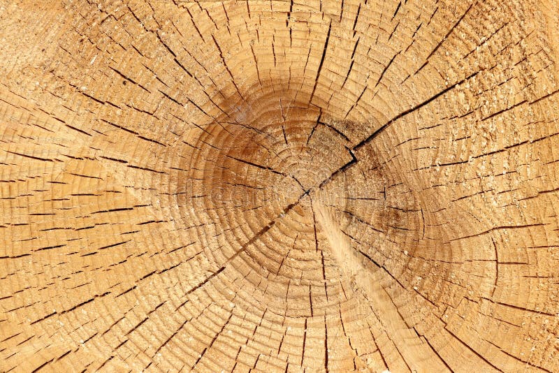 Cut Tree Trunk, Wood Texture Stock Image - Image of material, ragged ...