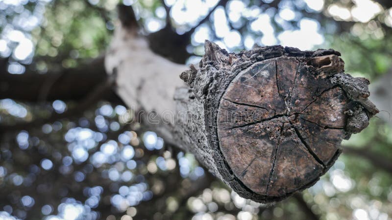 A Cut Tree Trunk in a Zoomed Forest Stock Photo - Image of pattern ...