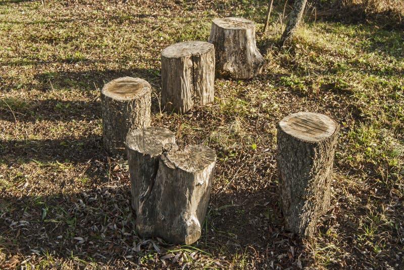Cut tree trunks stock photo. Image of trunks, plant - 208476640
