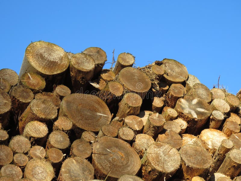 Cut Tree Trunks and Blue Sky. Stock Photo - Image of backdrop, outdoors ...