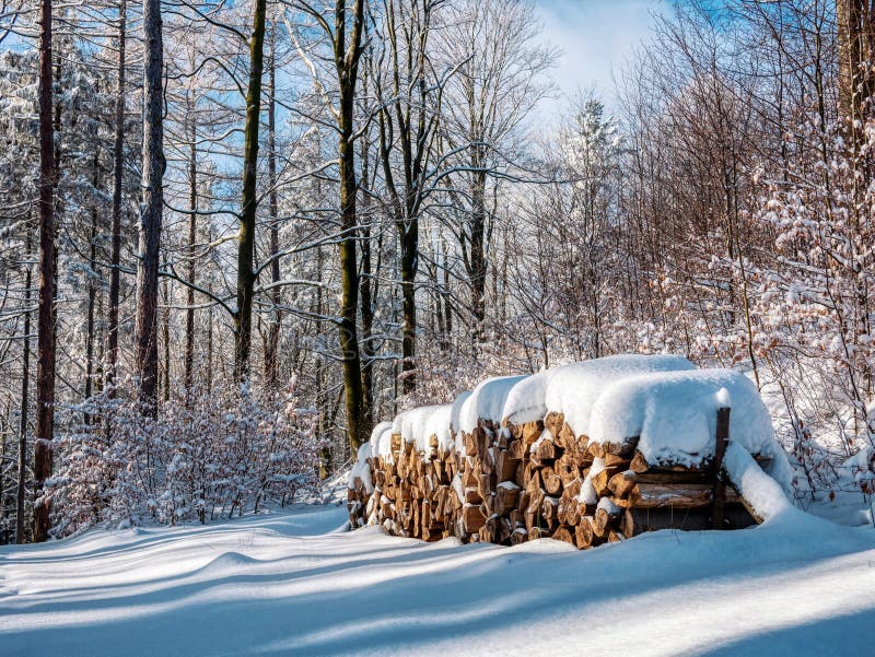 Cut Tree Trunks Covered by Snow during Sunny Day. Owl Mountains Stock ...