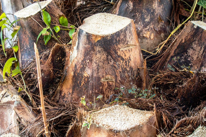 Golden Sav Stock Photos - Free & Royalty-Free Stock Photos from Dreamstime