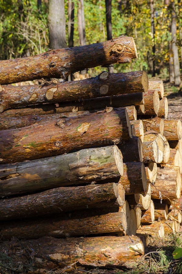 Cut Tree Trunks in a Forest Stock Photo - Image of evergreen ...
