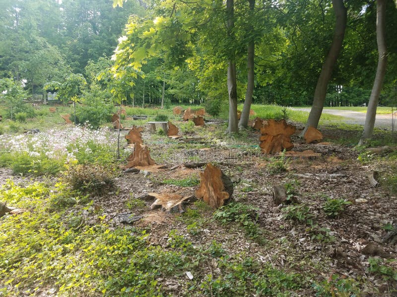 Cut Tree Trunks in Forest with Stumps Tipped Over Stock Photo - Image ...