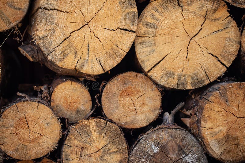 Cut Tree Trunks Lie on Its Side. Beautiful Texture of the Rings Stock ...