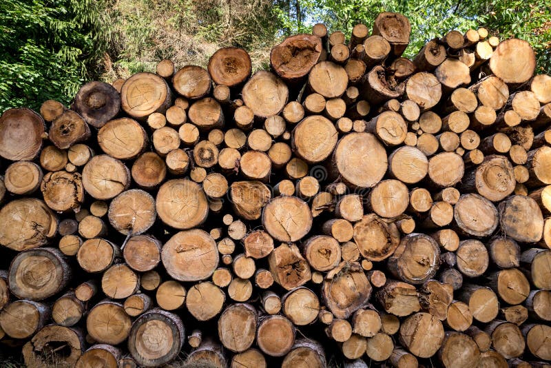 Cut Tree Trunks Stacked in Forest Stock Image - Image of rural, stack ...