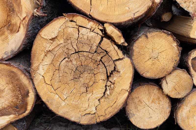 Cut tree trunks stacked up stock image. Image of natural - 181540621