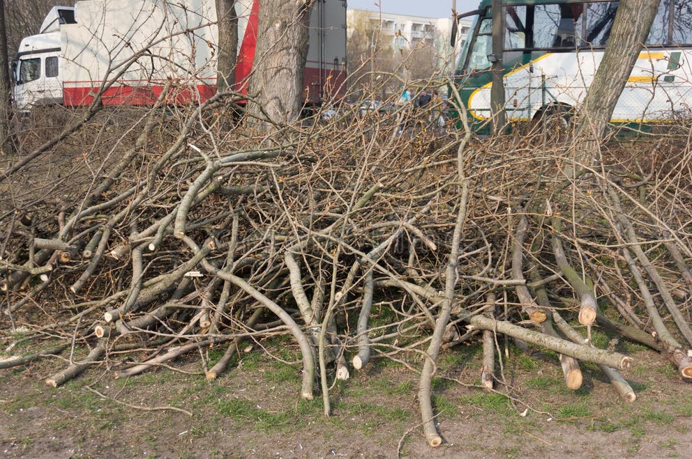 Cut tree twigs stock image. Image of outdoor, stack, natural - 51716723
