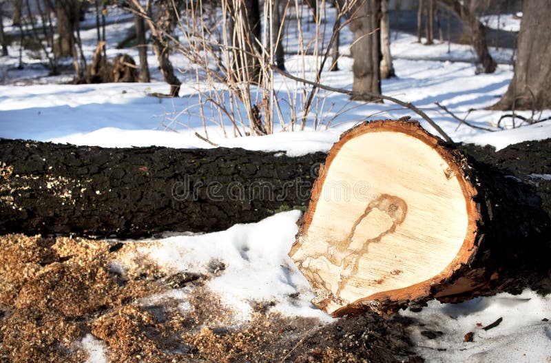 Cut tree stock image. Image of deforestation, natural - 65832661