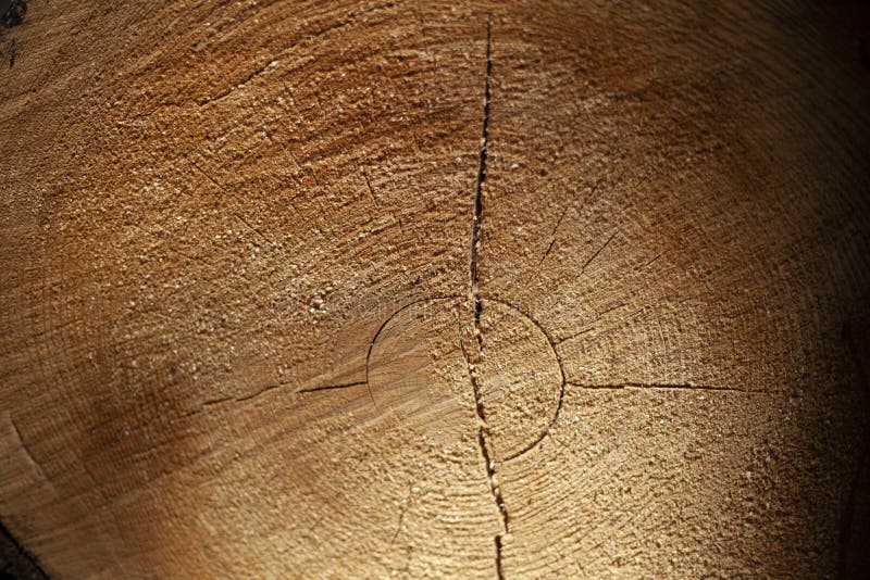 Cut a Tree. Withered Log. Freshly Sawn Spruce. Cracks in the Cut Log ...