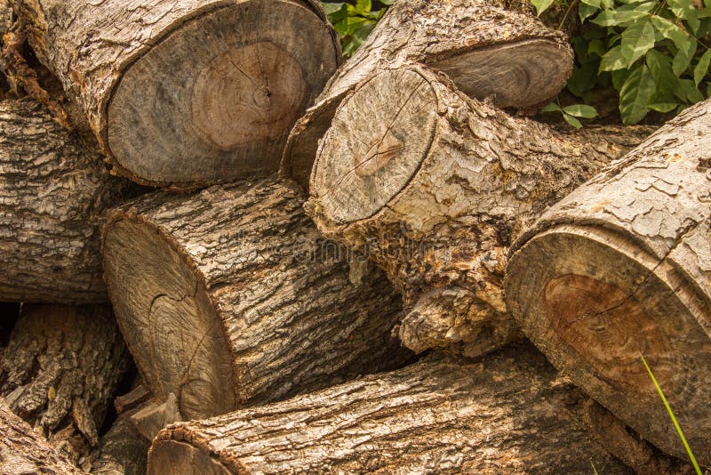 Cut tree wood stock image. Image of lumber, conservation - 57887343