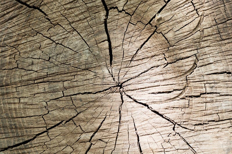 Cut a tree. Wood texture stock photo. Image of round - 220078390