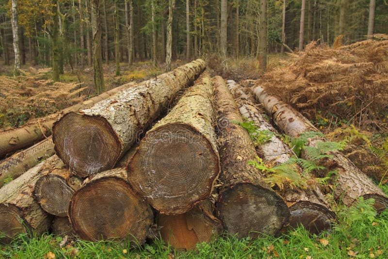 Cut Trees stock photo. Image of natural, country, logging - 16942760