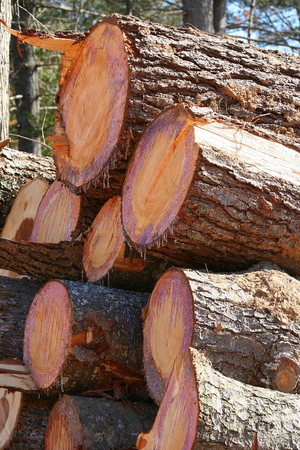 Cut Trees stock image. Image of trees, environment, logs - 1922209