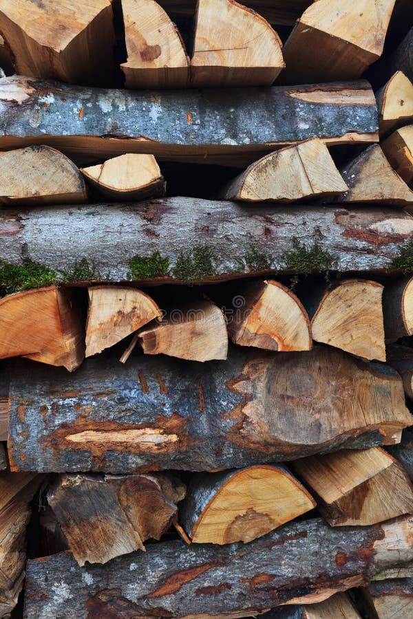 Cut trees stock image. Image of tree, firewood, forest - 19981947