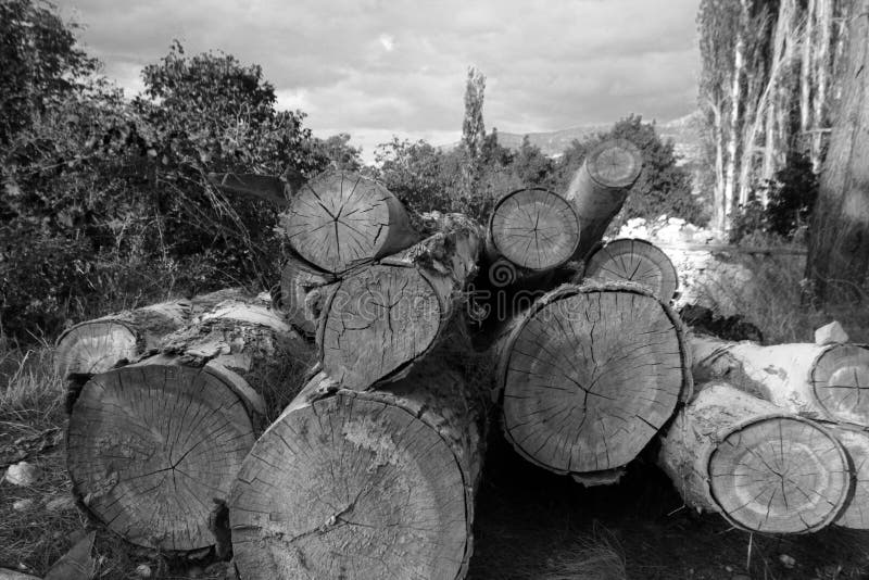 Cut Trees. Black and White. Stock Image - Image of abstract, outdoors ...